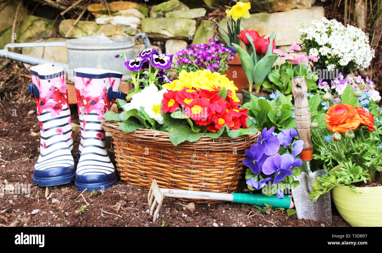 beautiful and colorful spring flowers Stock Photo - Alamy