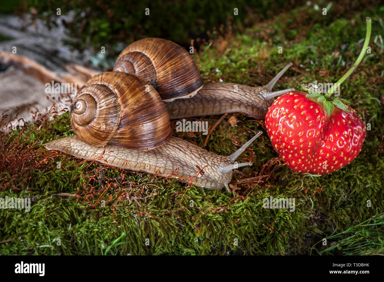 Two color slime hi-res stock photography and images - Alamy