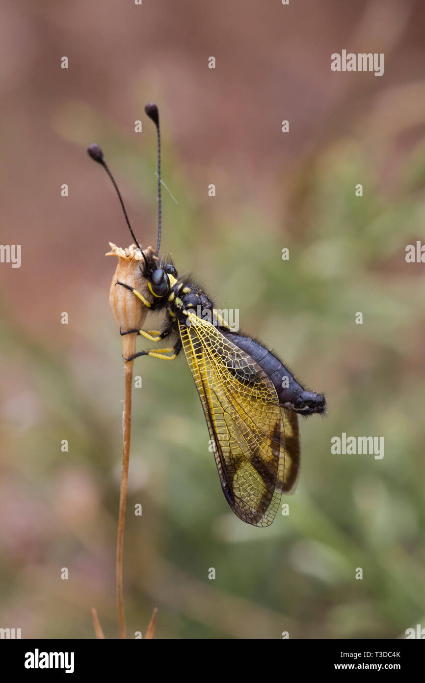 Schmetterlingshaft, Libelloides rhomboides ssp. cretensis, Owlfly Stock ...