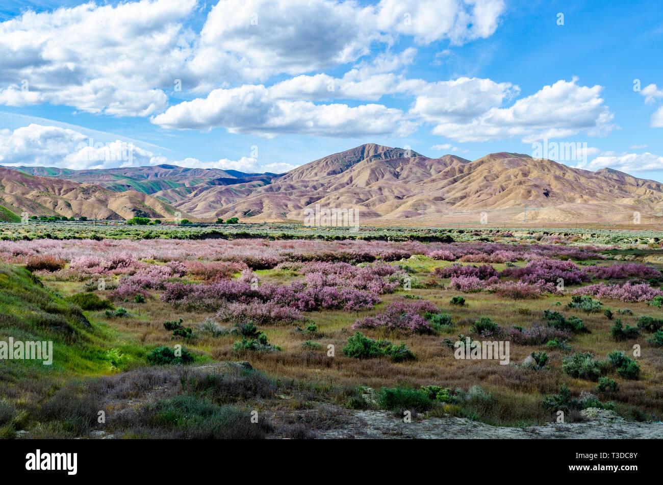 Superbloom in Central California's Diablo Mountain Range spring 2019 ...