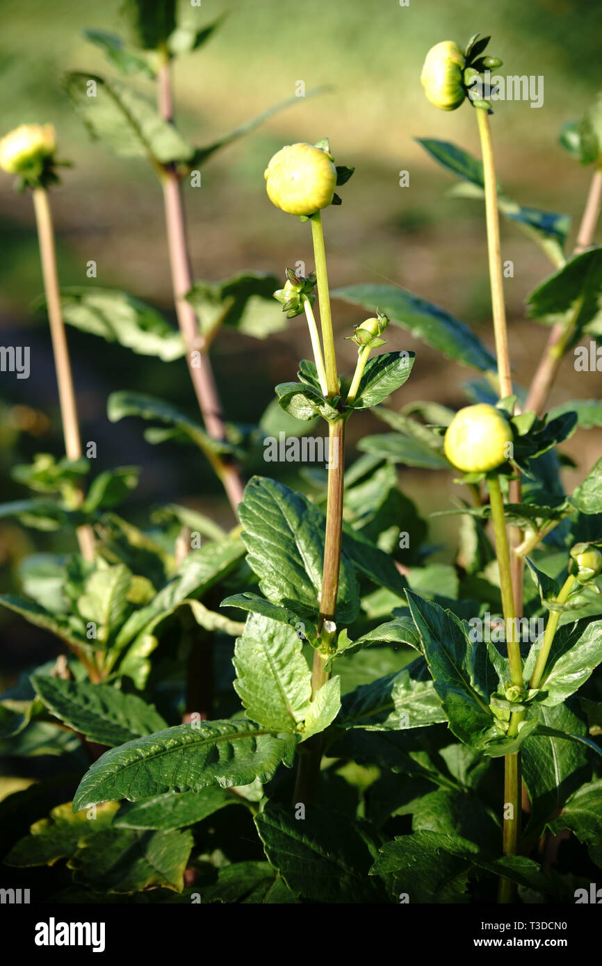 The green flower bud of a dahlia in spring Stock Photo - Alamy
