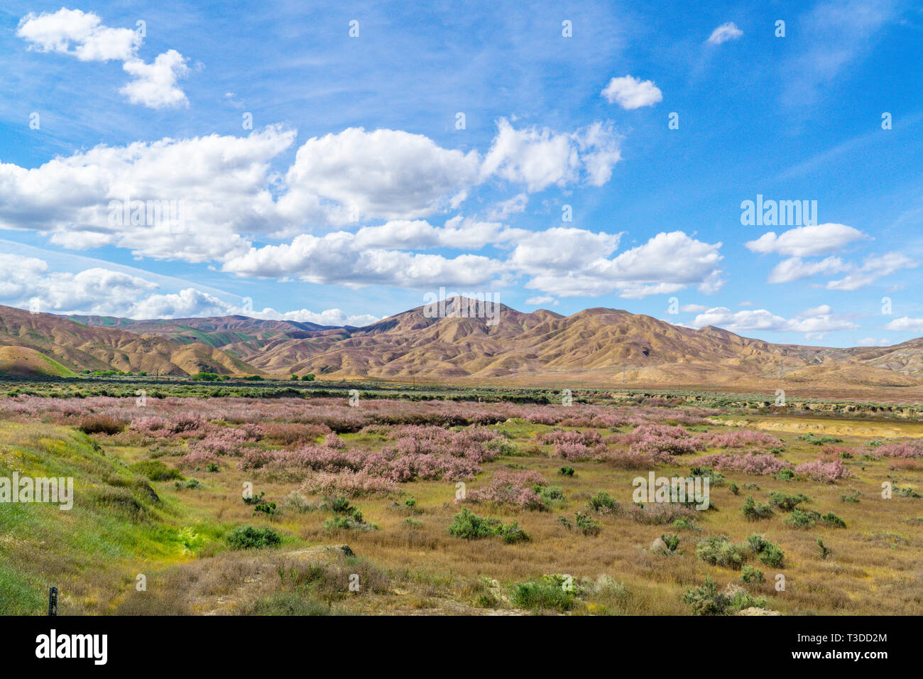 A plethora of Tamarisk bushes blossom during the Superbloom in Central ...