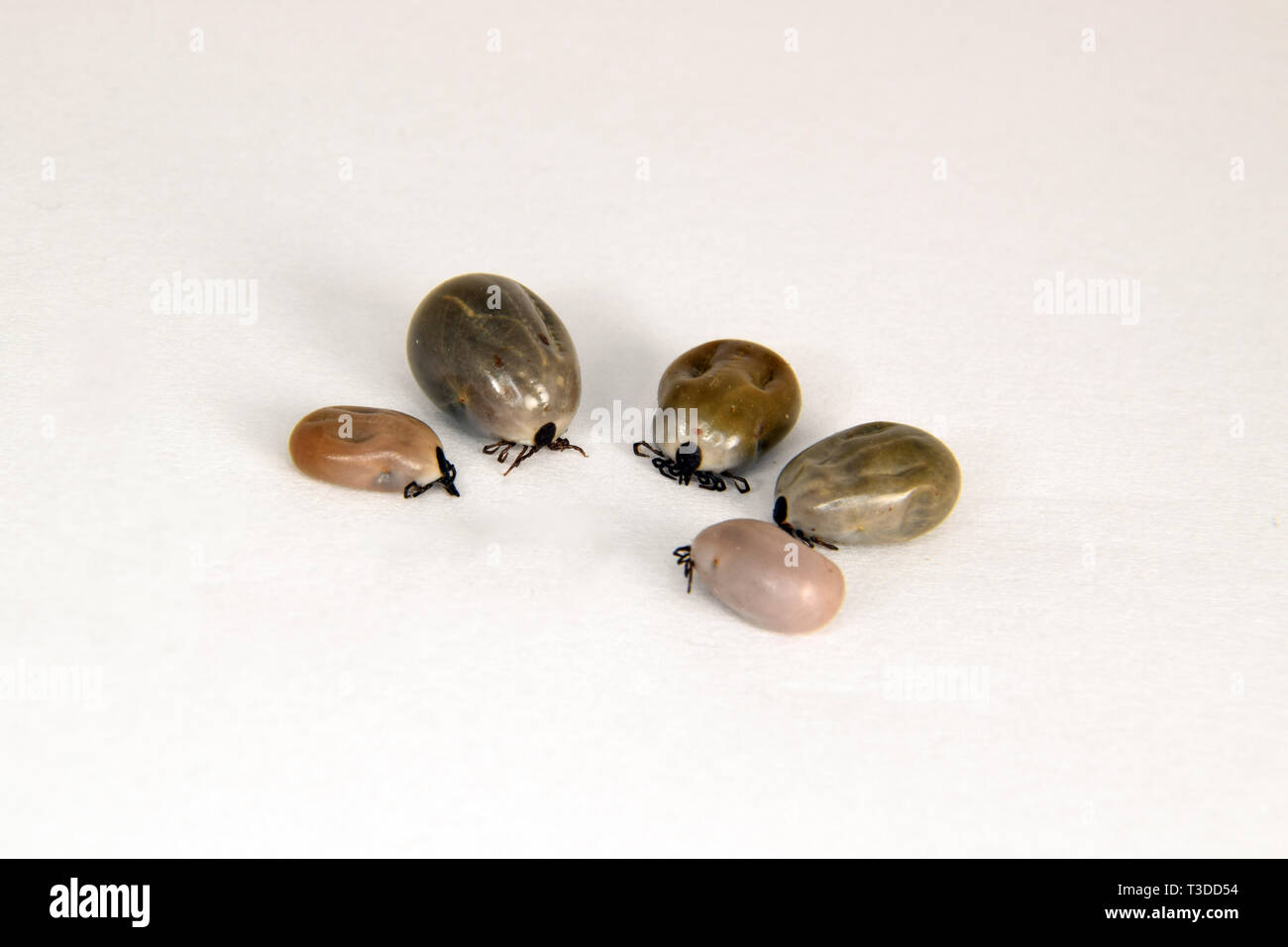 Ixodes ricinus filled with blood. Castor bean tick. Close up isolated ...
