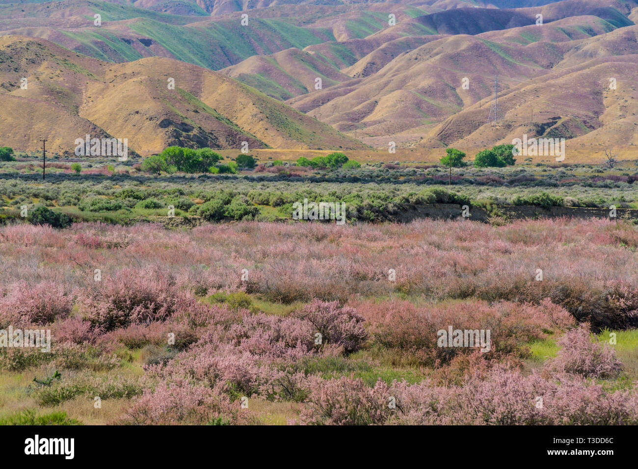 A plethora of Tamarisk bushes blossom during the Superbloom in Central ...
