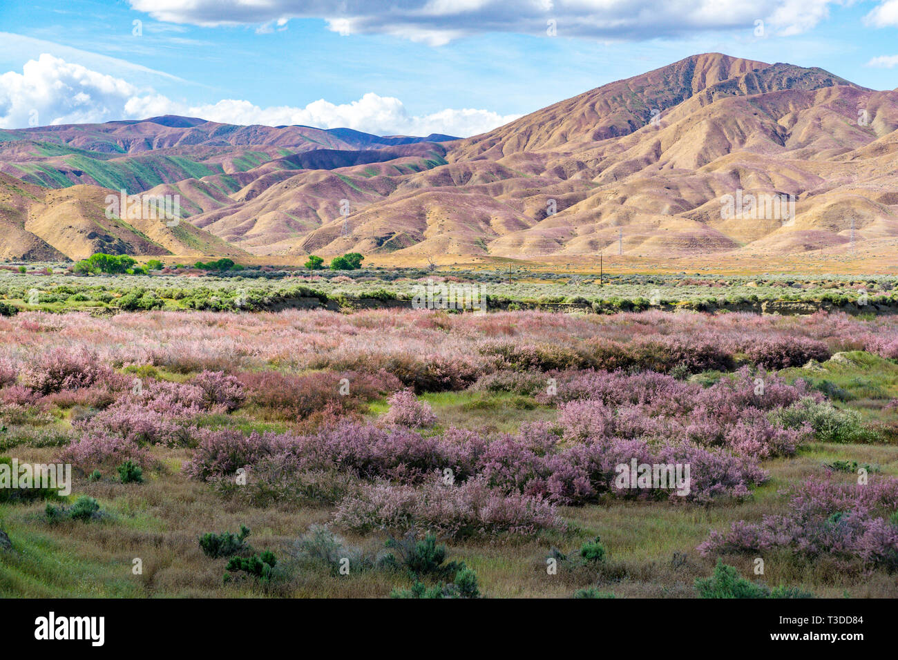 A plethora of Tamarisk bushes blossom during the Superbloom in Central ...