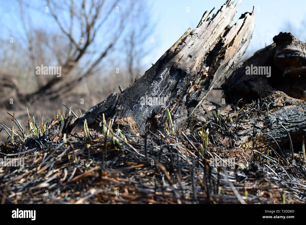 Lifeless grass hi-res stock photography and images - Alamy