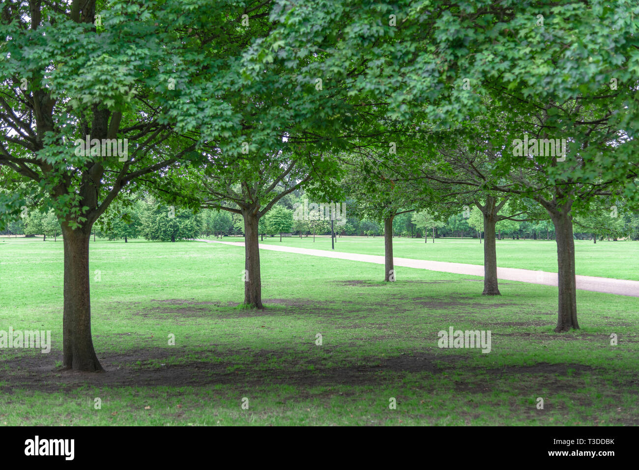Trees in the park. Green spaces Stock Photo - Alamy
