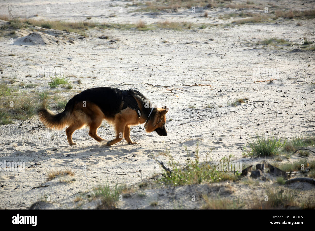 Bledow desert hi-res stock photography and images - Alamy