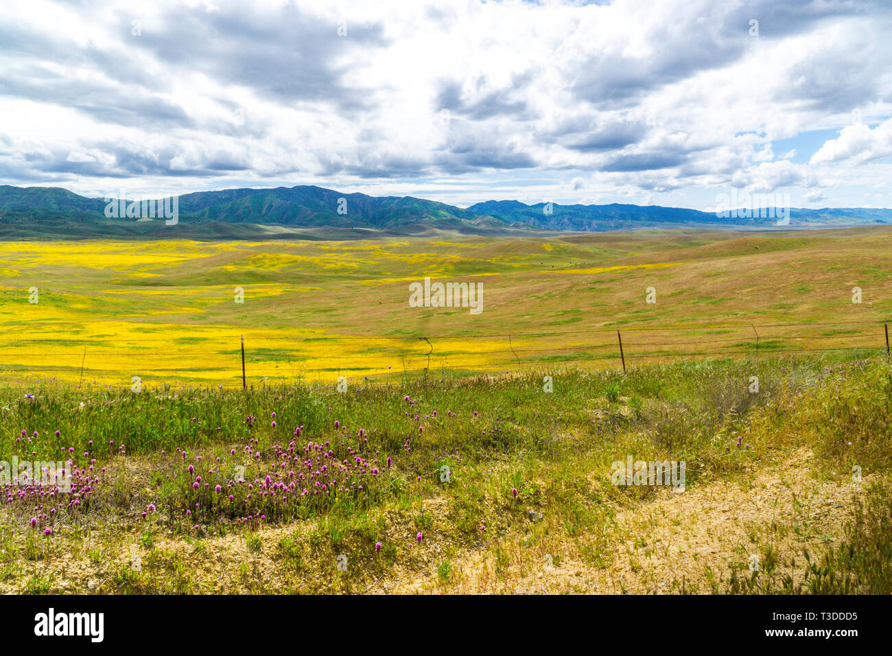 Superbloom in Central California's Diablo Mountain Range spring 2019 ...