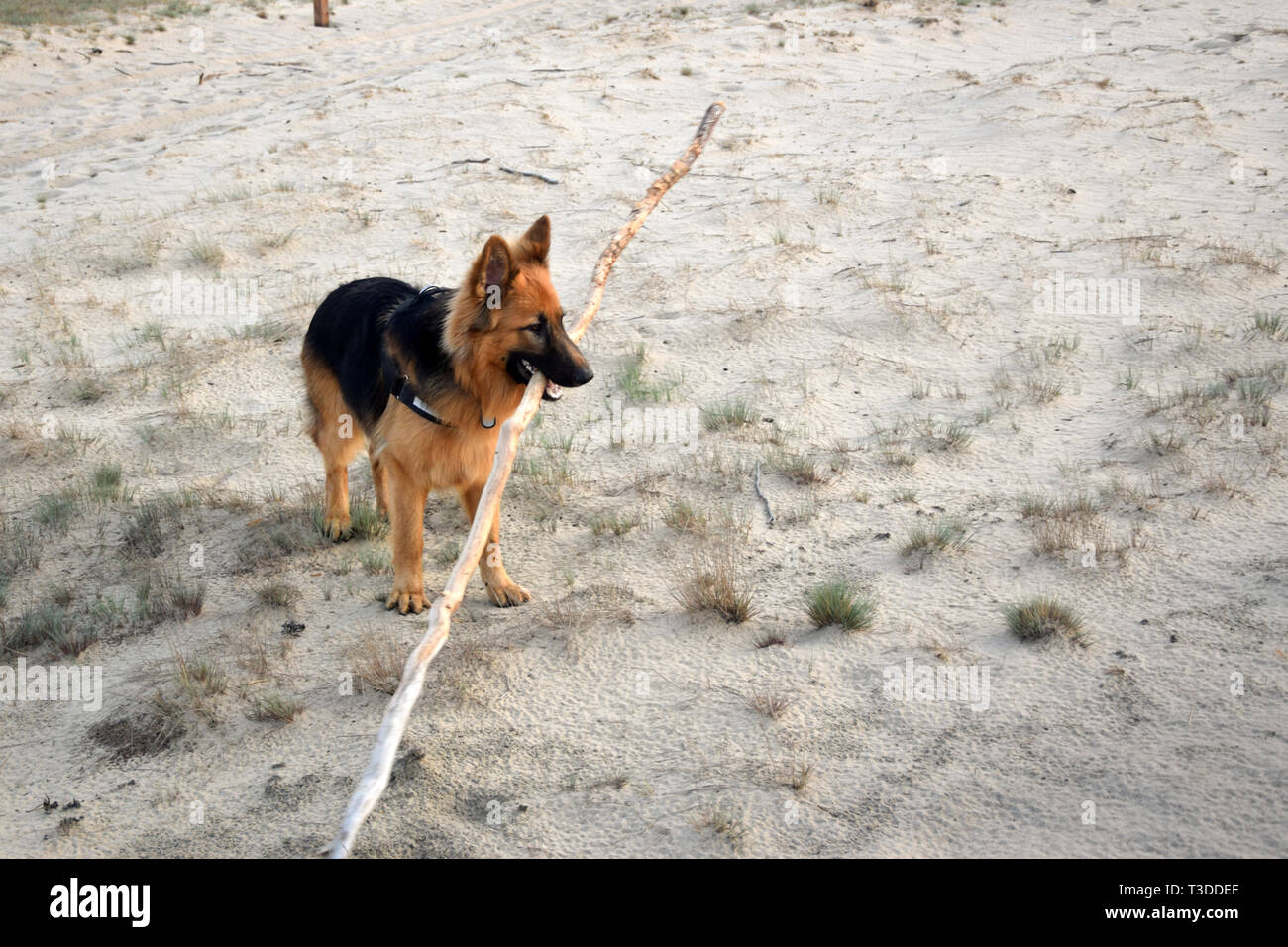Bledow desert hi-res stock photography and images - Alamy