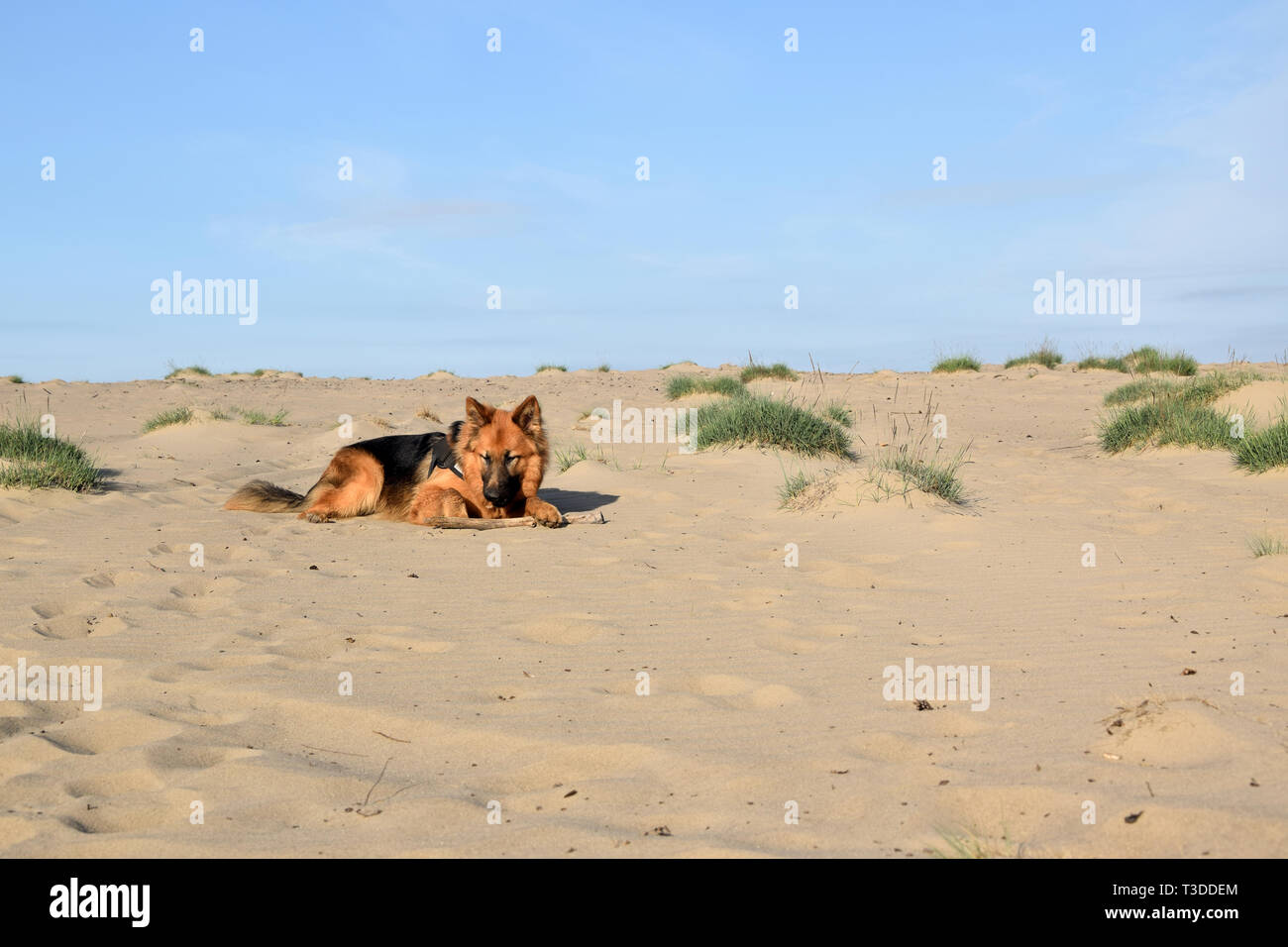 Young German Shepherd on the sand. Bledow Desert, Silesia, Poland Stock ...