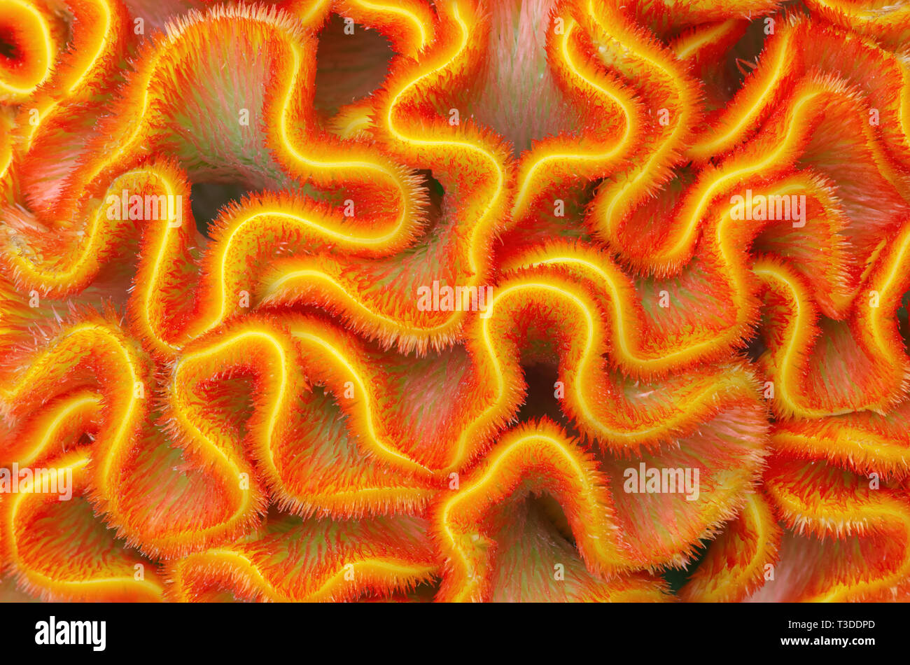 Celosia crest hi-res stock photography and images - Alamy