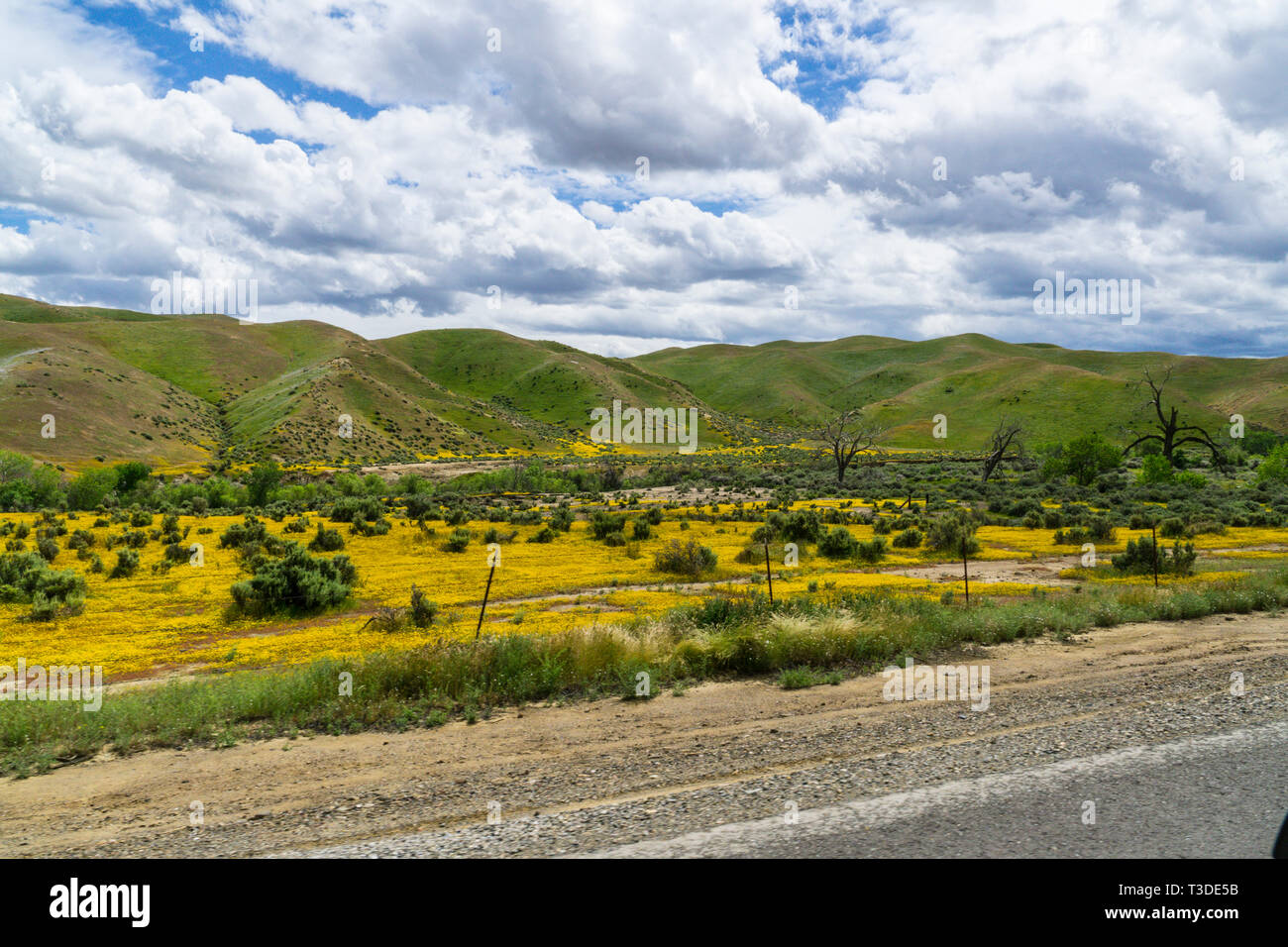 Superbloom in Central California's Diablo Mountain Range spring 2019 ...