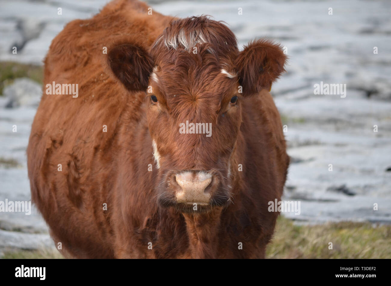 Burren national park and animal hi-res stock photography and images - Alamy