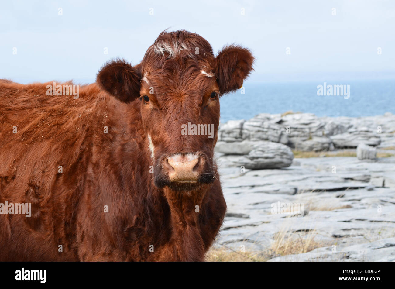 Burren national park and animal hi-res stock photography and images - Alamy