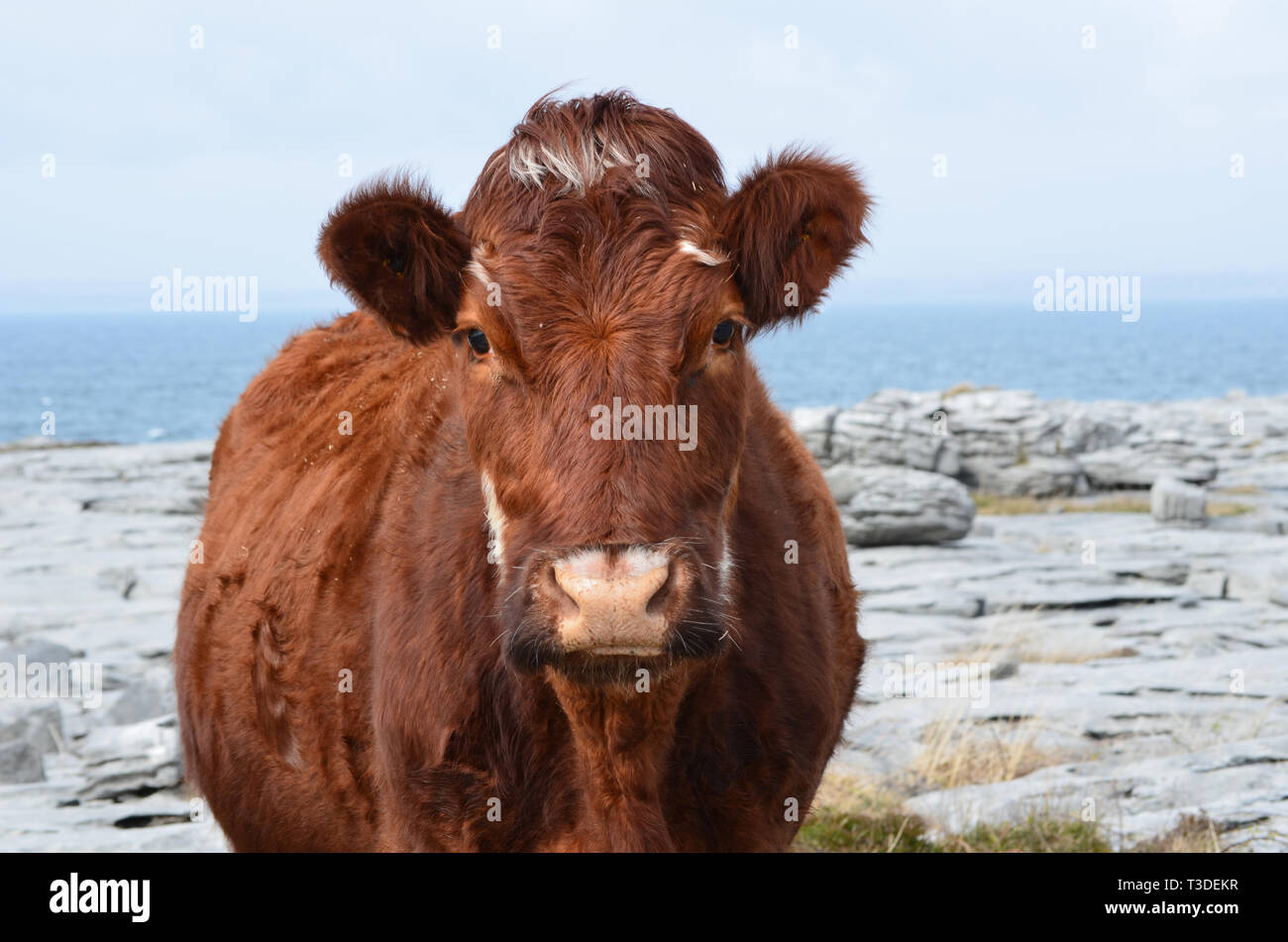 Cow standing on the Burren in County Clare Ireland Stock Photo - Alamy
