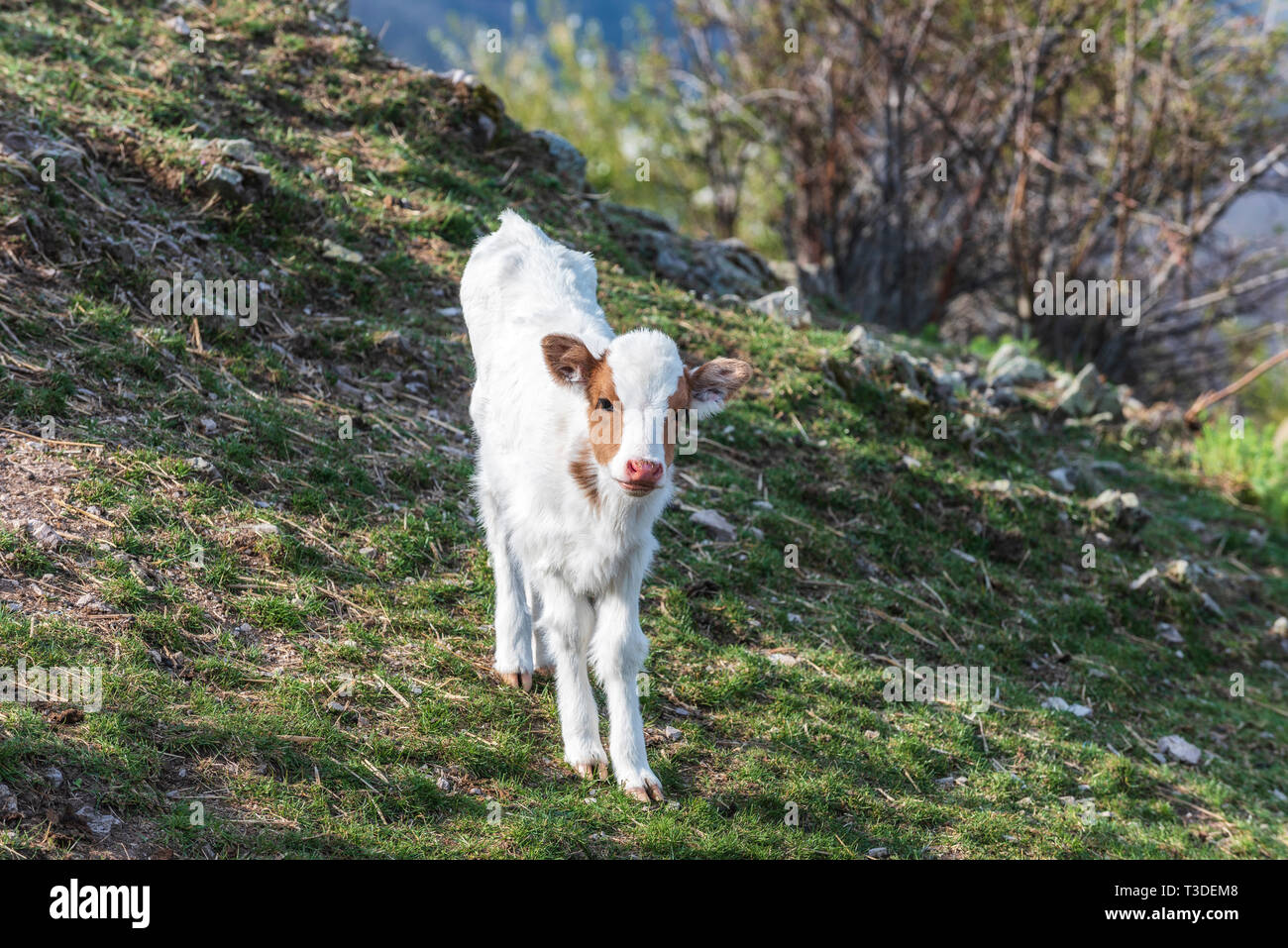 Small white calf in the mountain Stock Photo - Alamy