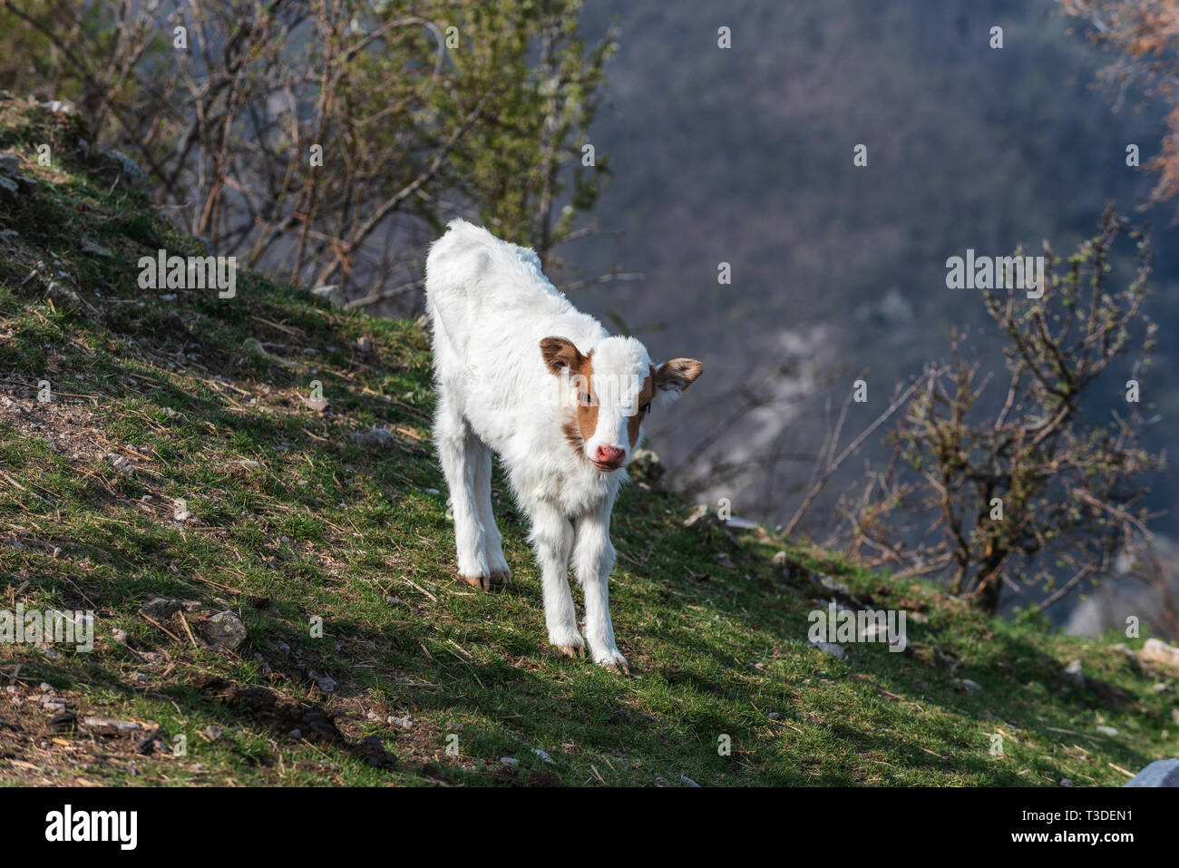 Small white peak hi-res stock photography and images - Alamy