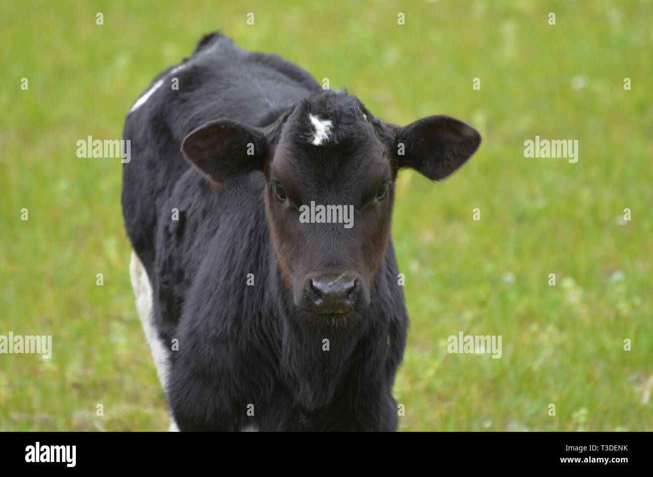 Adorable black calf in the Spring. Found in a field in Ireland Stock ...