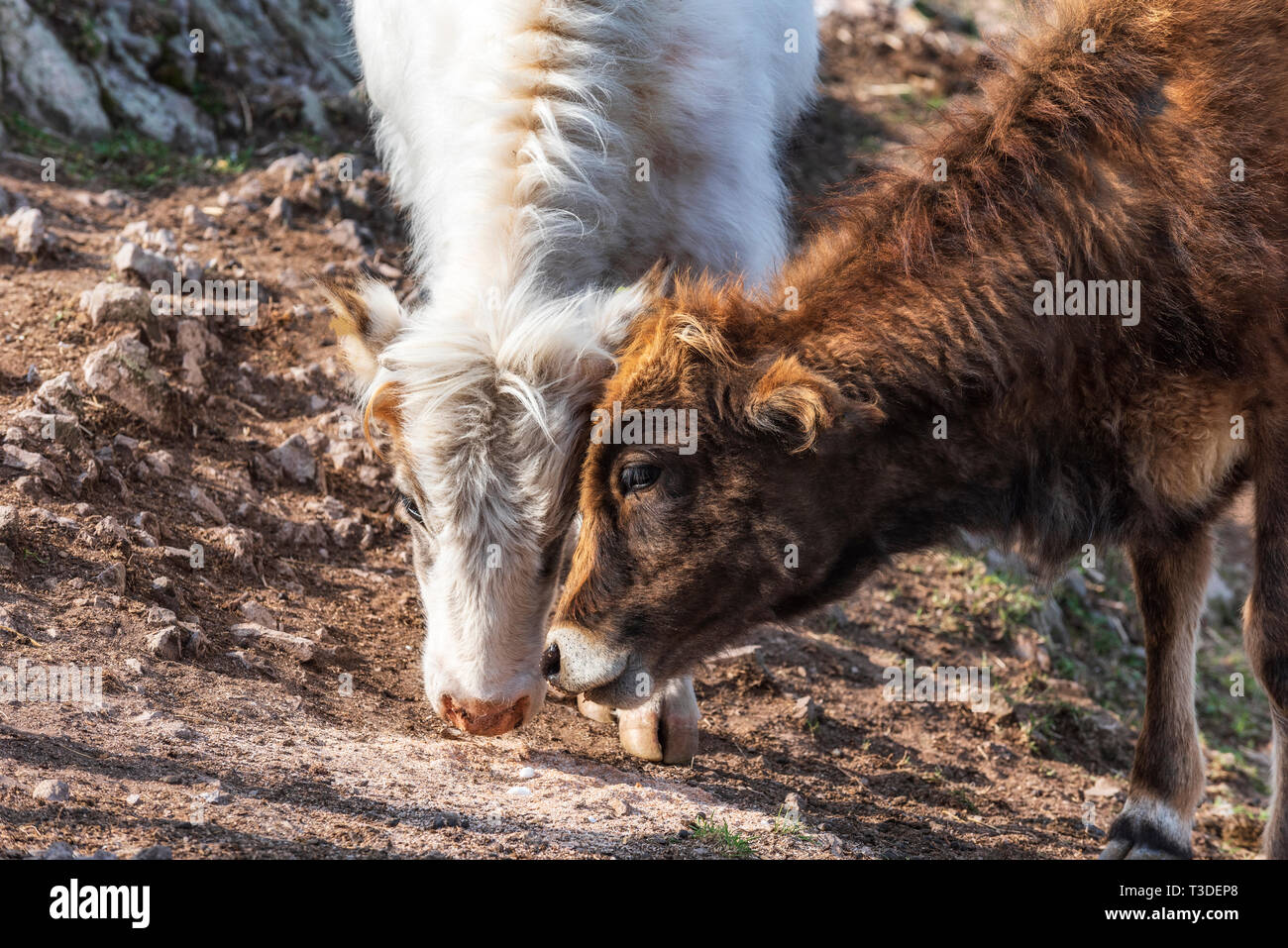 Salt farming hi-res stock photography and images - Alamy