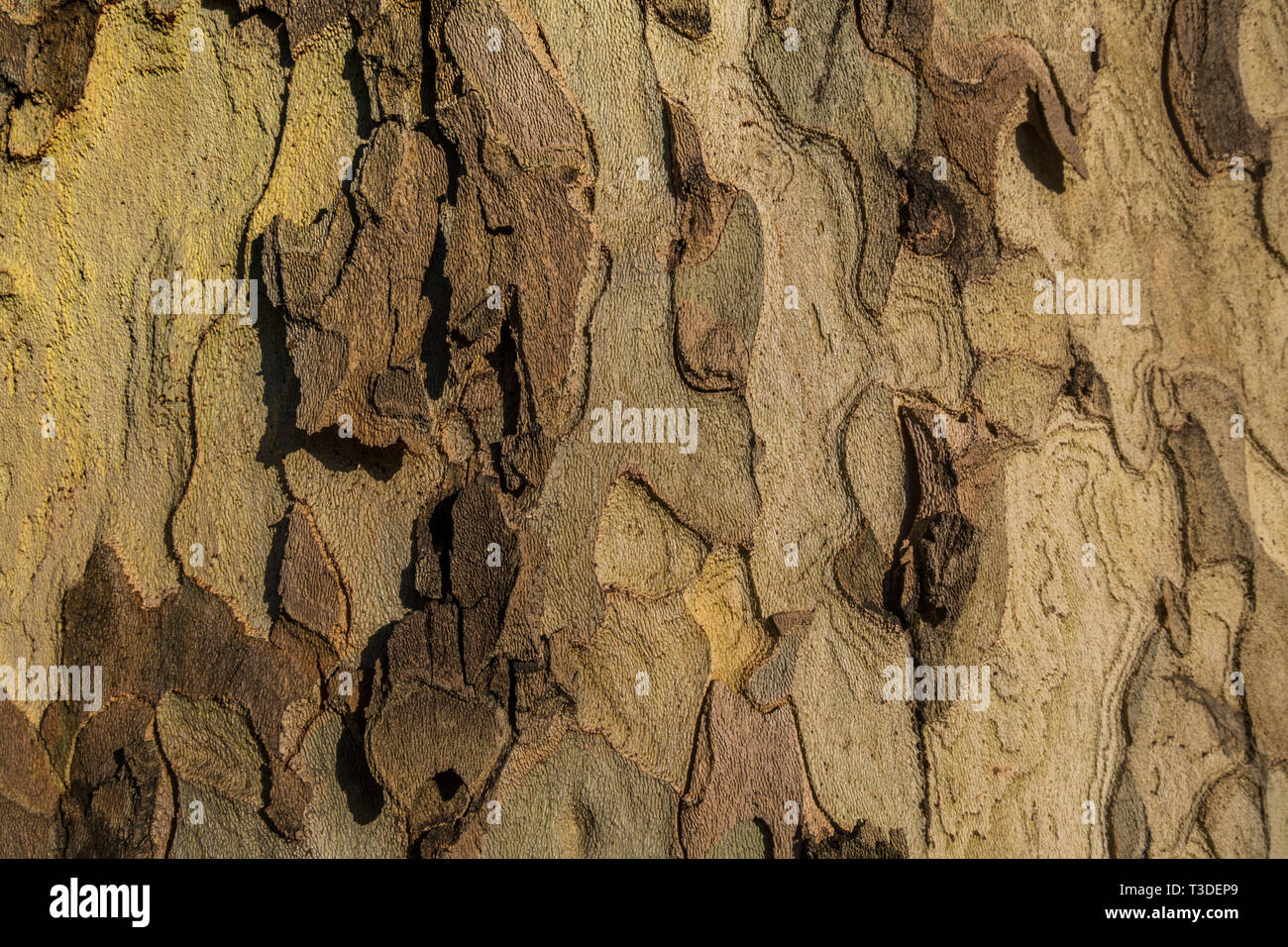 Beautiful detail and texture from big tree. Suitable for making ...