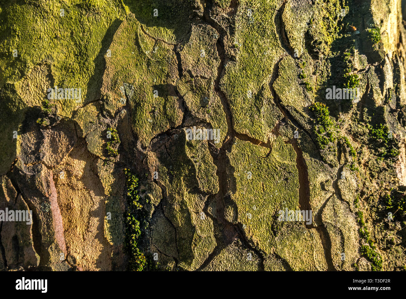 Beautiful detail and texture from big tree. Suitable for making ...