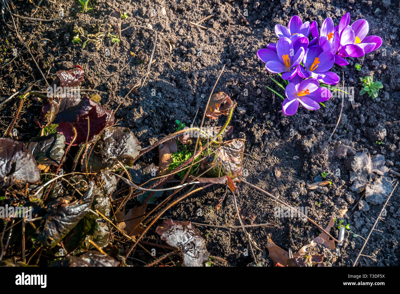 Purple flowers that are blooming on the soil. background. Space for ...