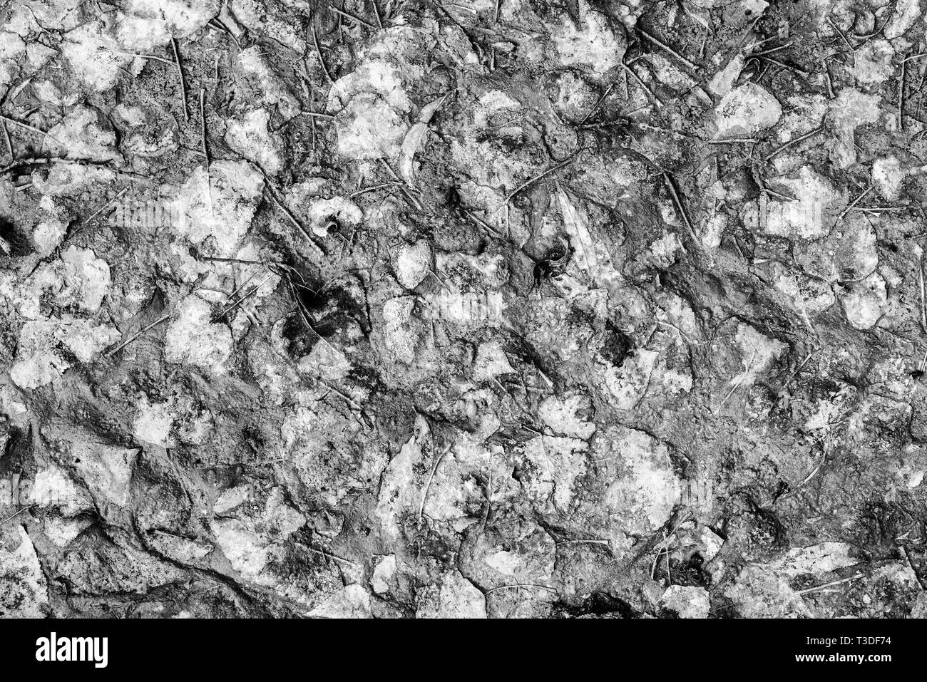 Fall black backgrounds Black and White Stock Photos & Images - Alamy