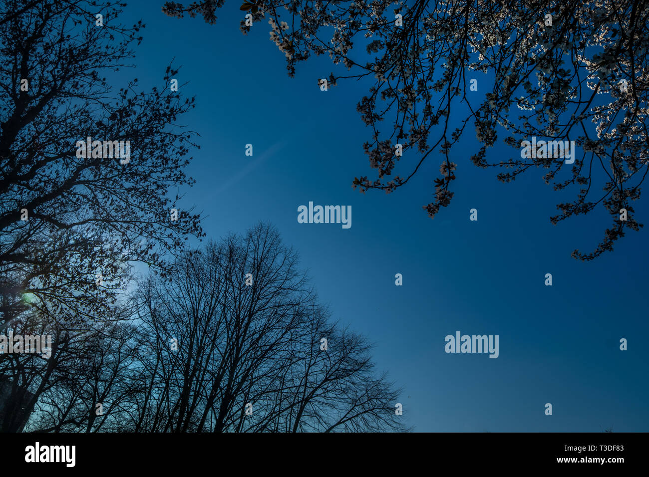 The tree opposite the blue sky, the details of the branches that are ...
