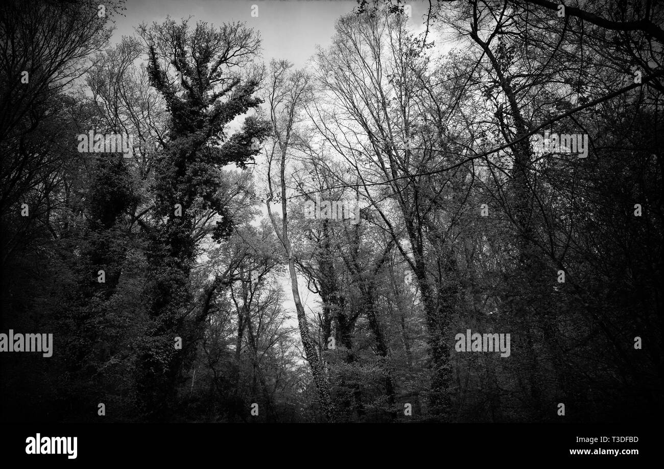 Tree dying Black and White Stock Photos & Images - Alamy