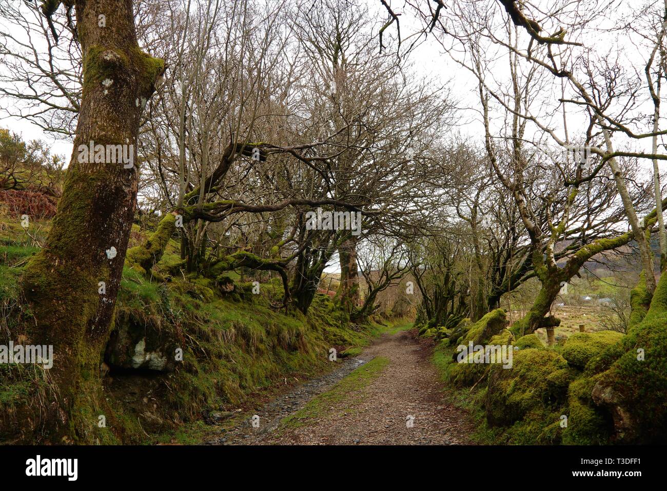 Spooky lane hi-res stock photography and images - Alamy
