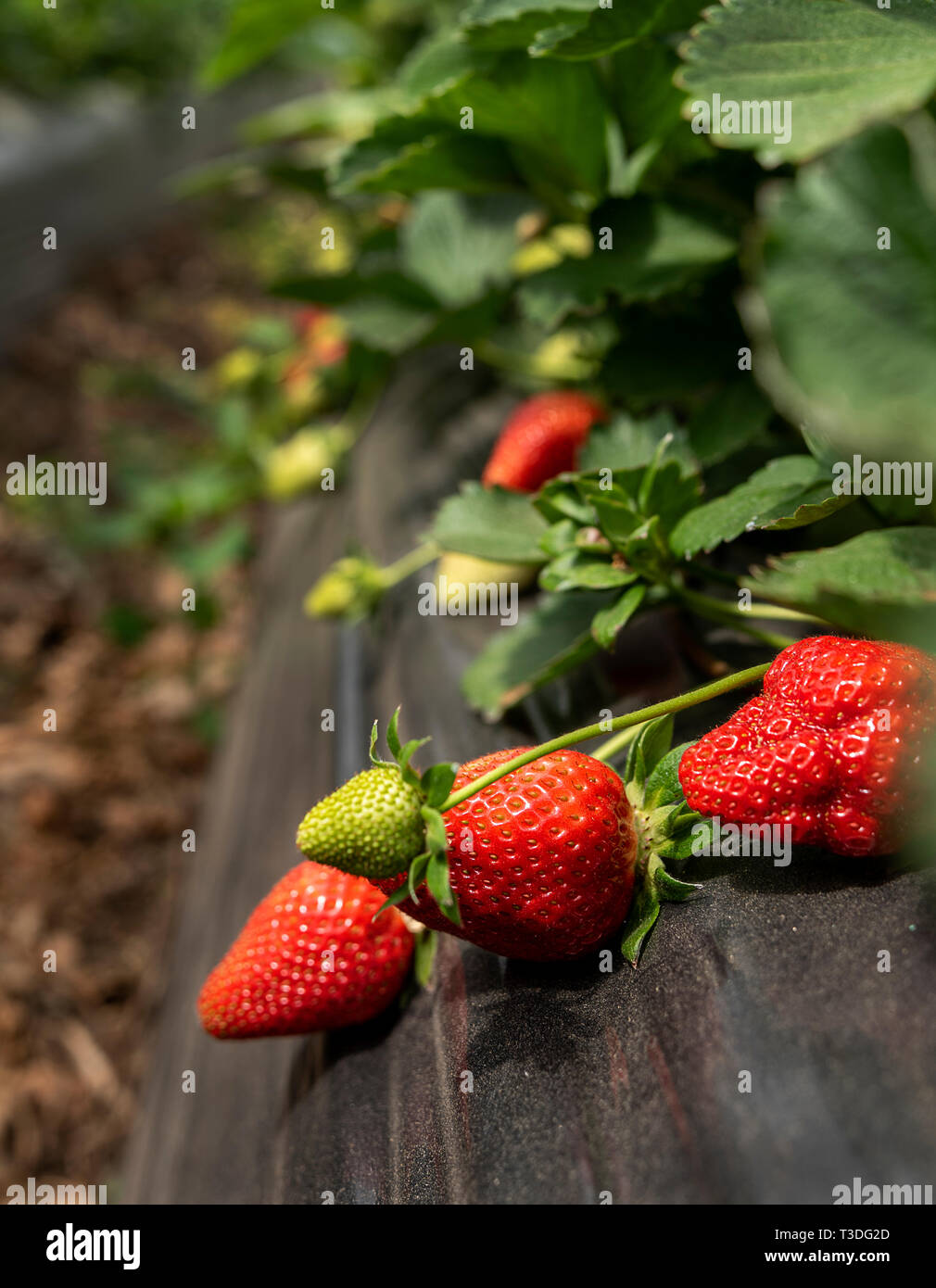 strawberry field and strawberry harvest Stock Photo - Alamy