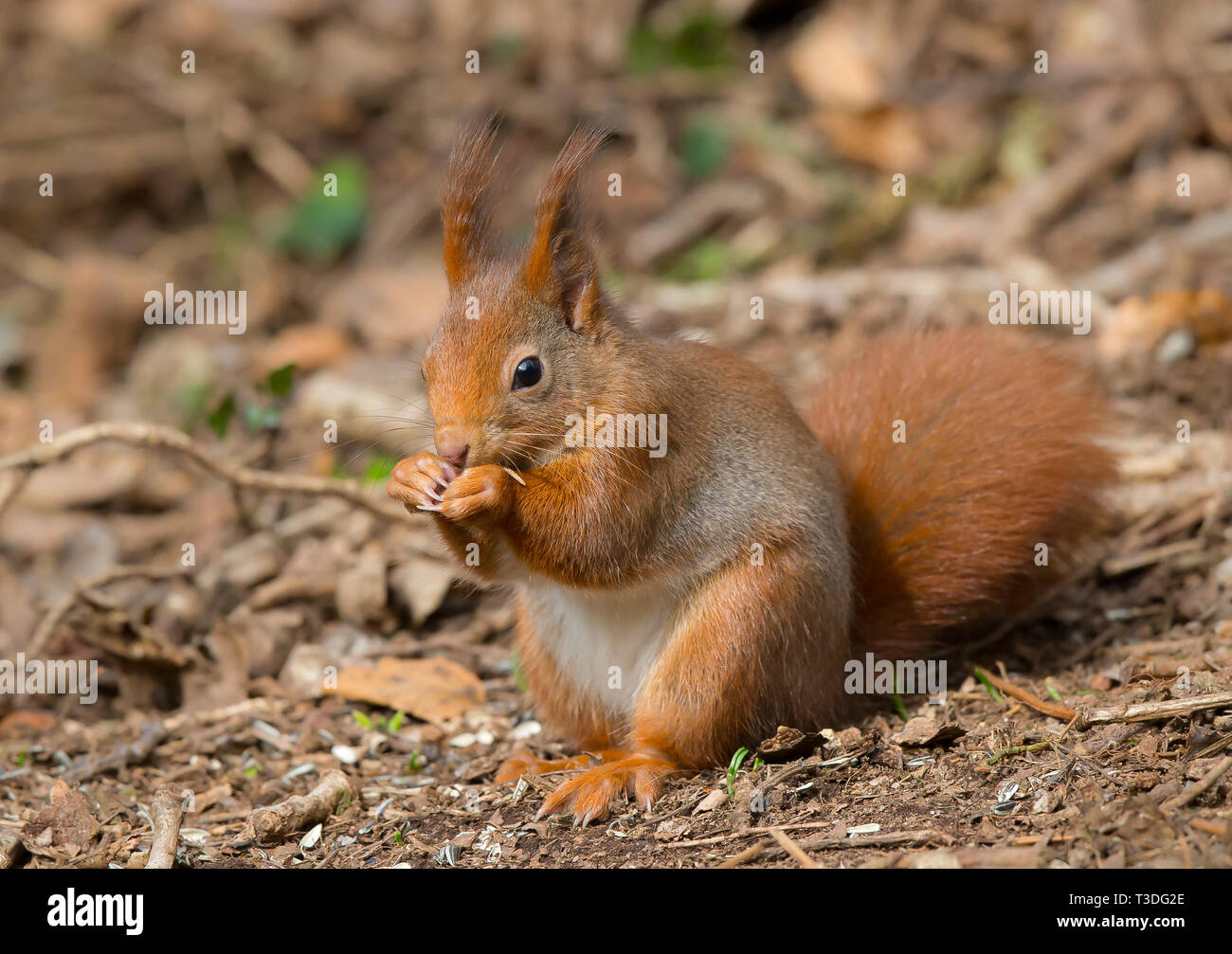 Detailed front view close up of cute, wild, British red squirrel ...