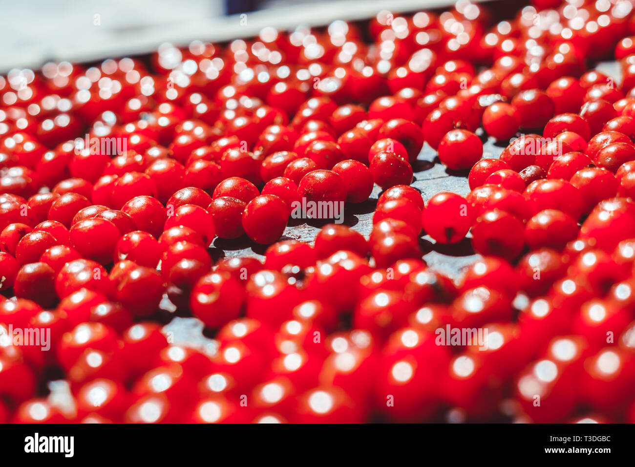 Fresh ripe cherries in cardboard boxes are sold at the farmer's market ...