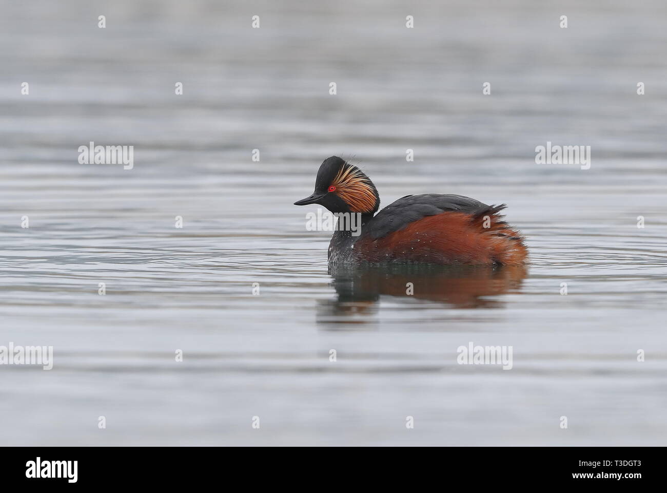 Black-necked Grebe in breeding plumage Stock Photo - Alamy