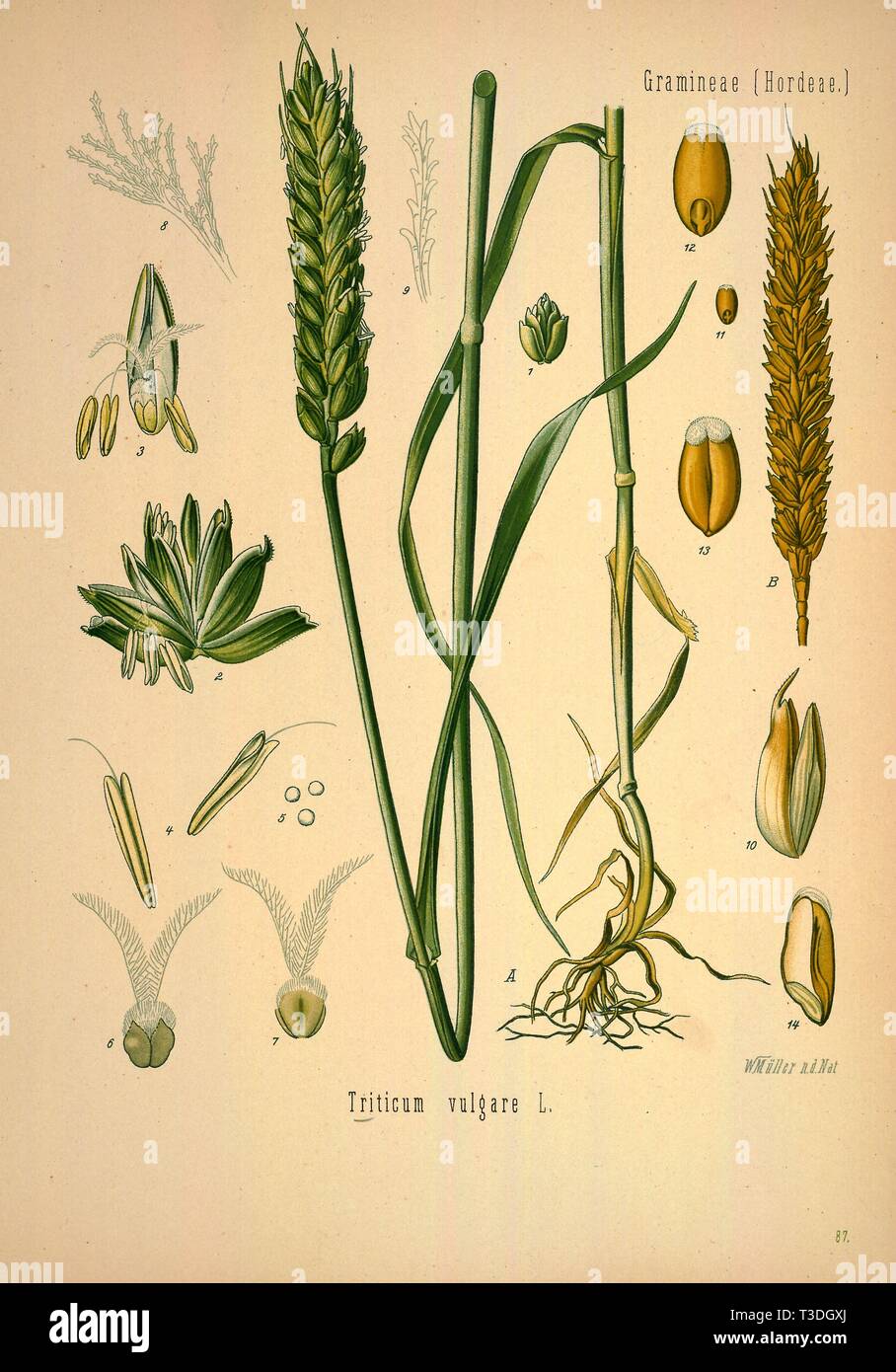 Beautiful vintage hand drawn illustrations of plants and flowers from ...