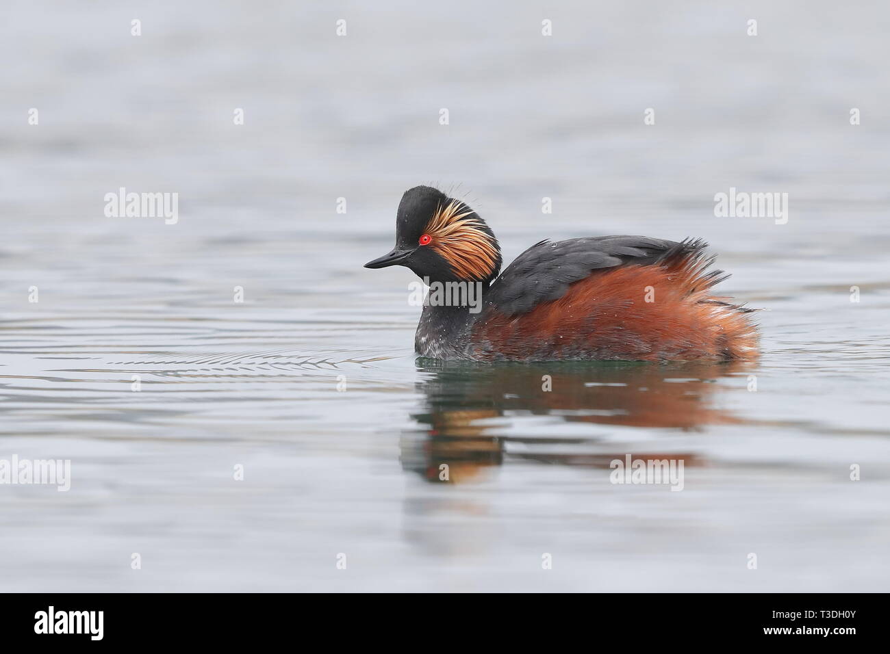 Black-necked Grebe in breeding plumage Stock Photo - Alamy