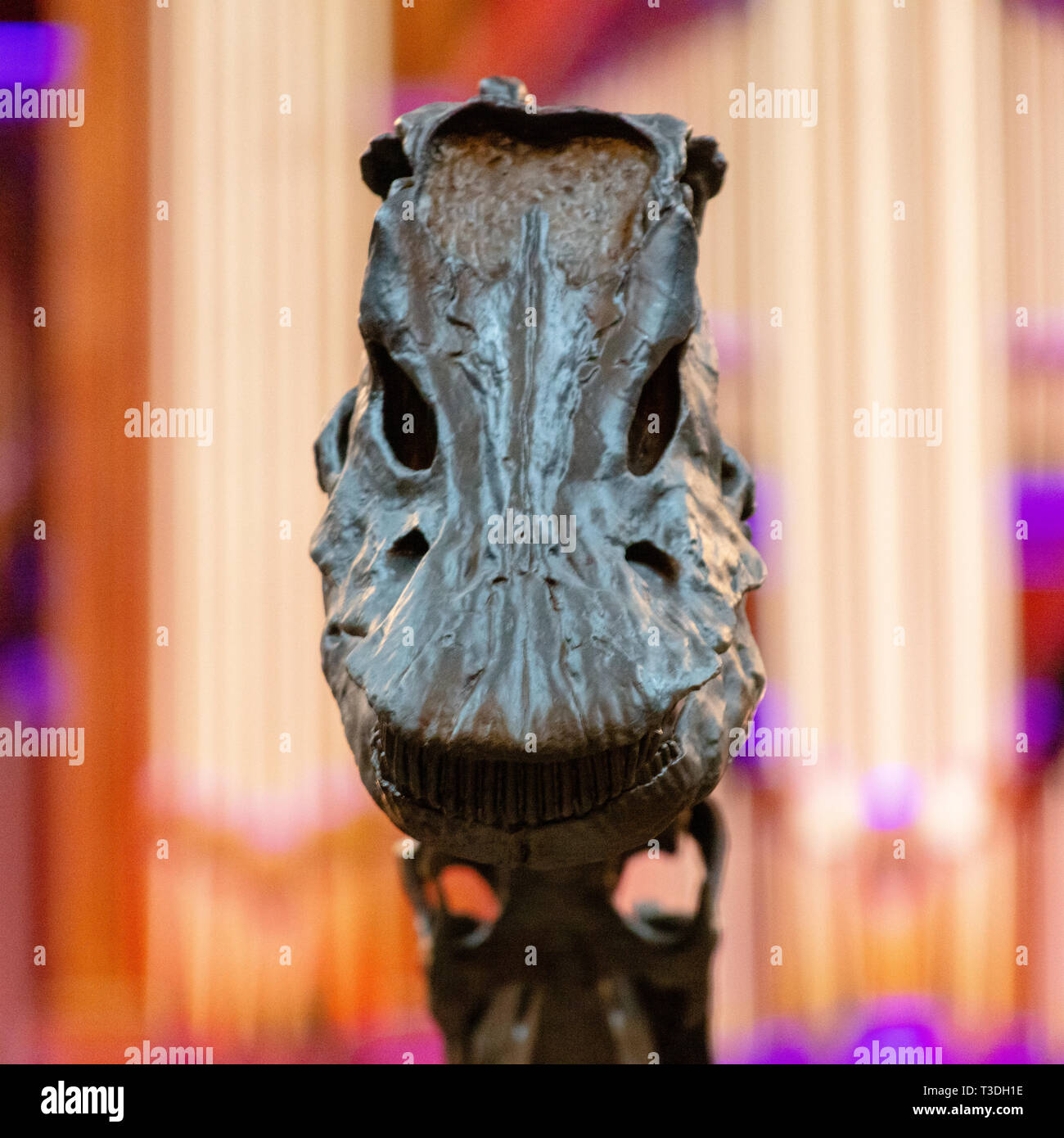 Dippy the iconic Diplodocus Dinosaur on tour in Kelingrove Museum and ...