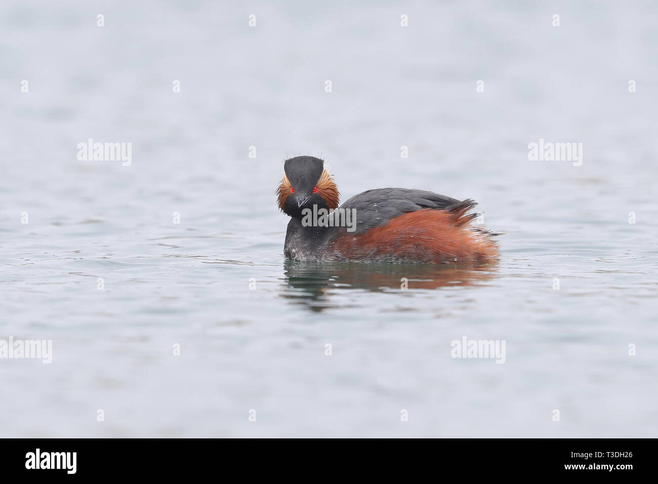 Black-necked Grebe in breeding plumage Stock Photo - Alamy