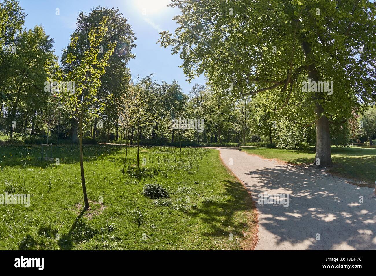 Park with line of trees Stock Photo - Alamy
