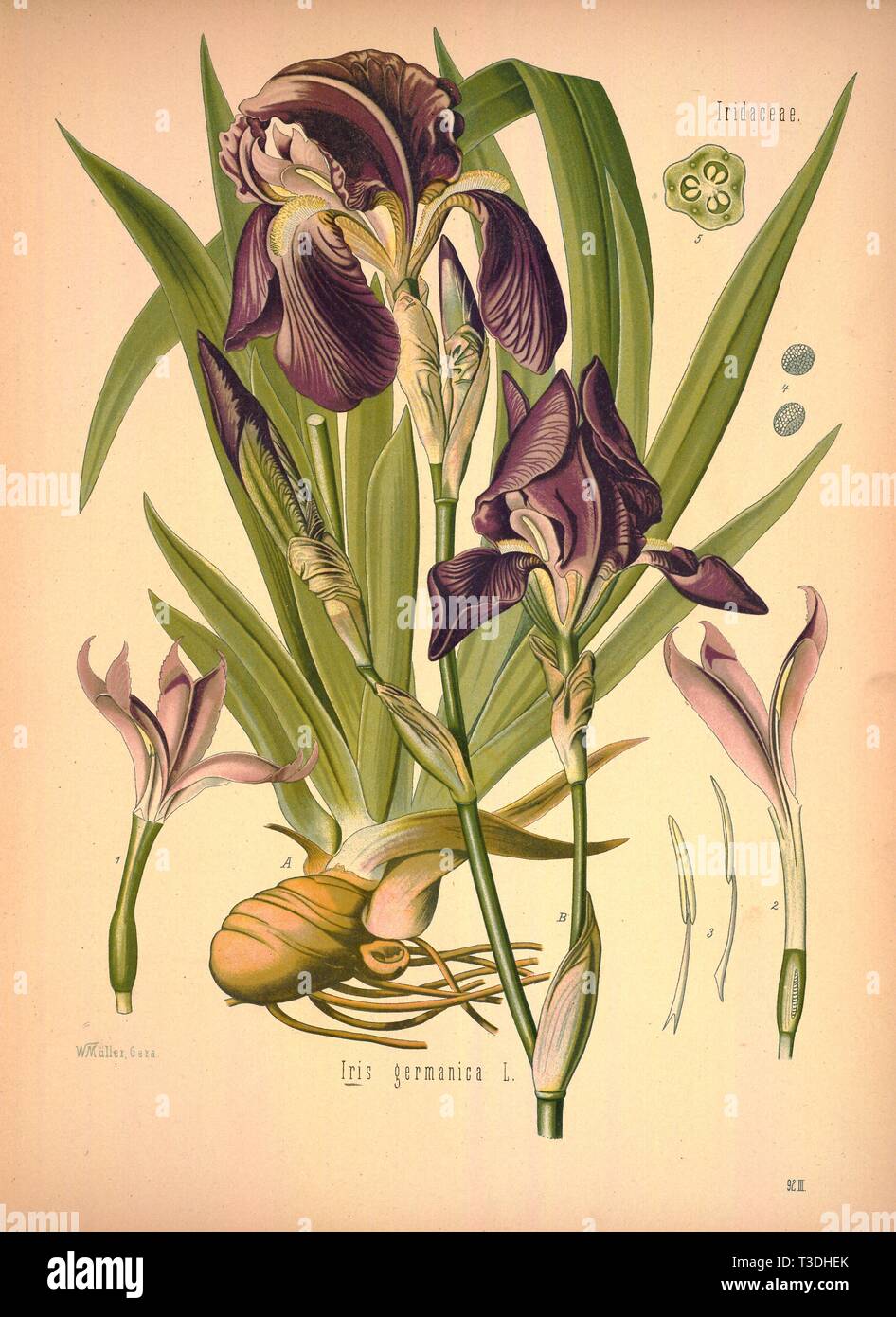 Beautiful vintage hand drawn illustrations of plants and flowers from ...