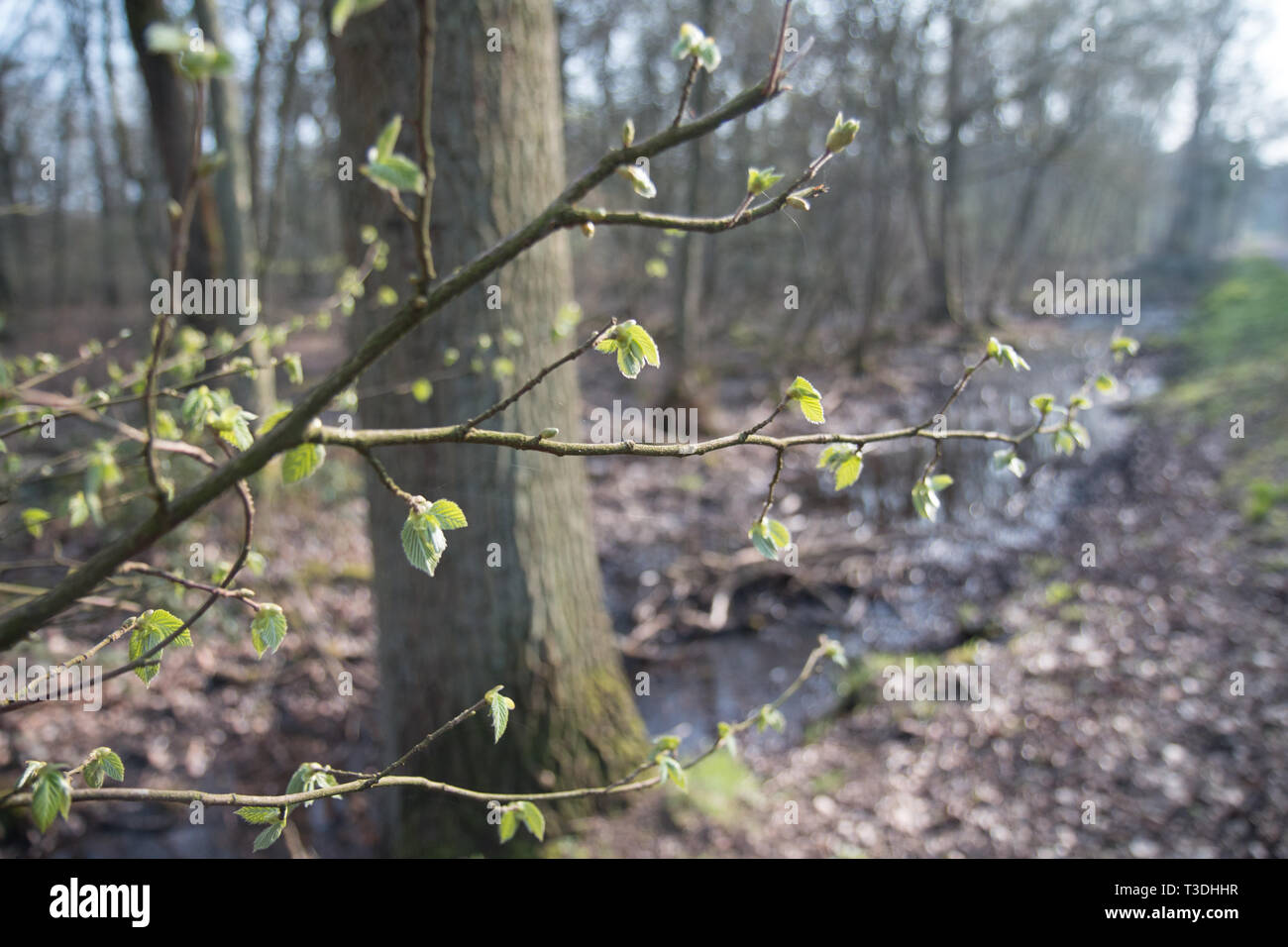 Scarpe river hi-res stock photography and images - Alamy