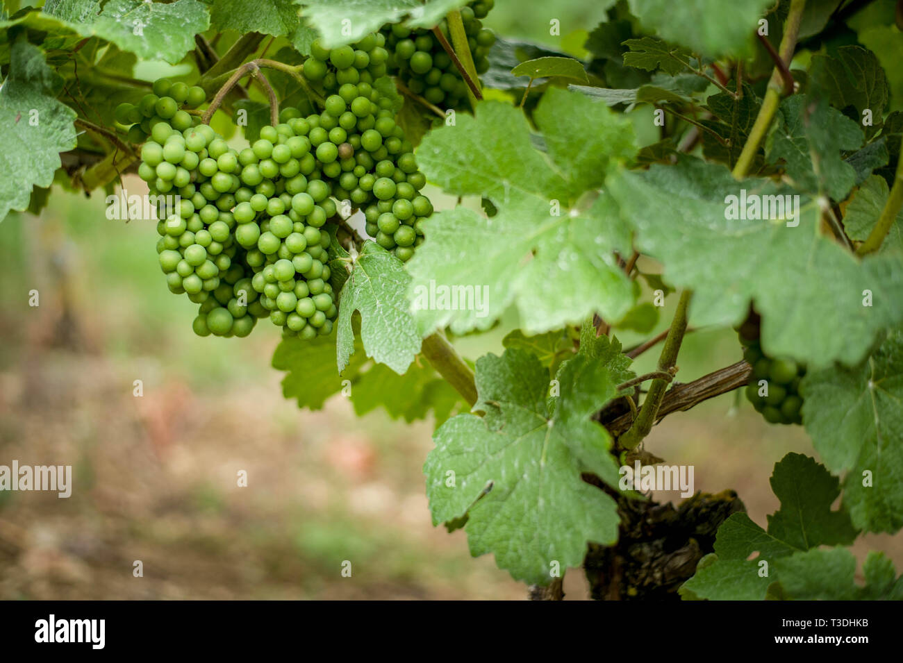 German viticulture hi-res stock photography and images - Alamy