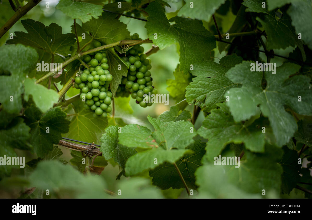 German vineyard hi-res stock photography and images - Alamy
