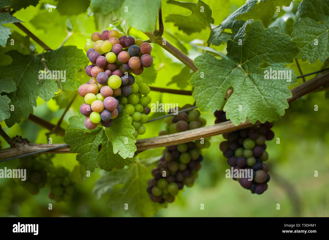 German vineyard. Grapevine with unripe green and blue grapes Stock ...