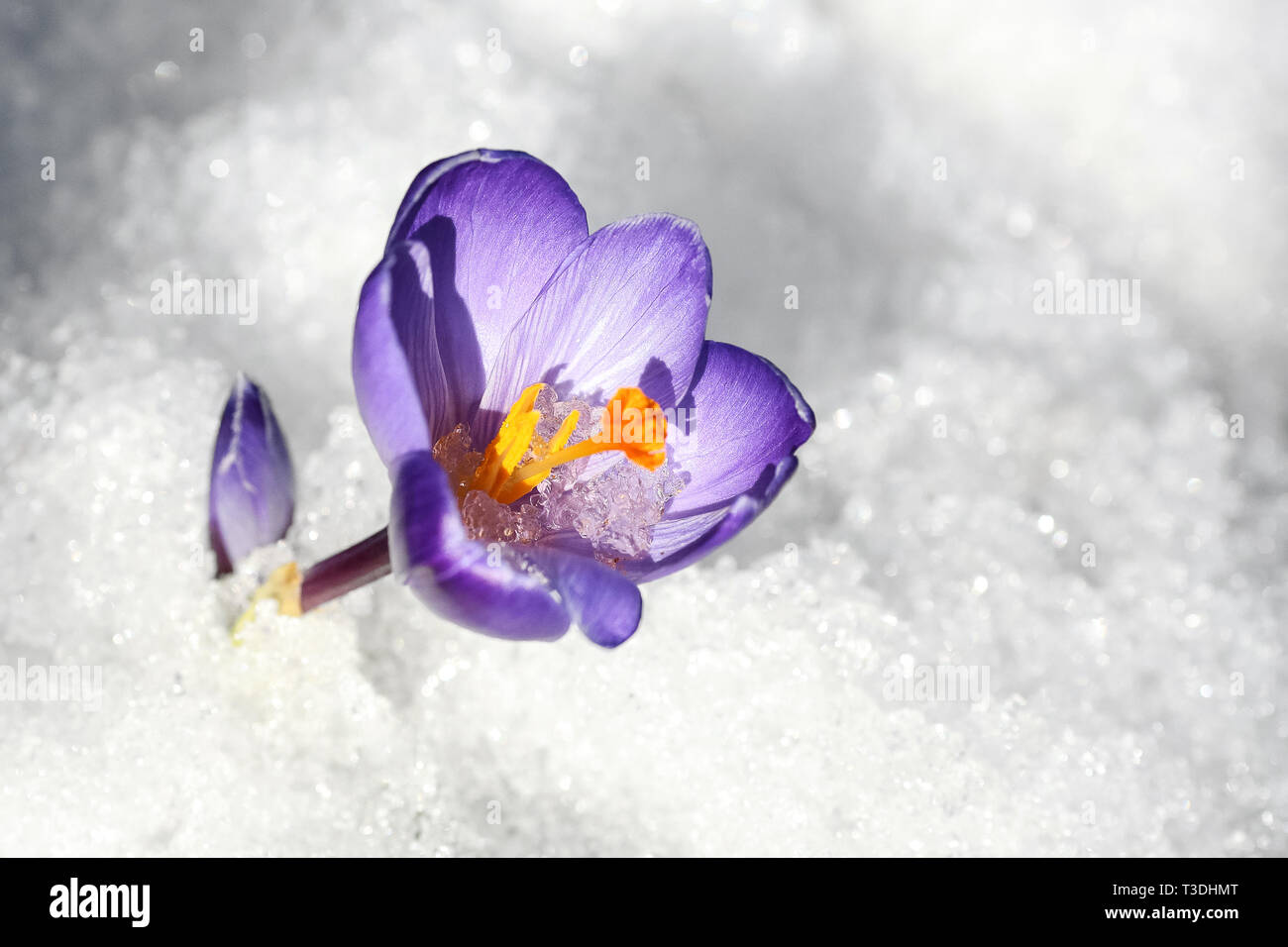Snowfall in april hi-res stock photography and images - Alamy