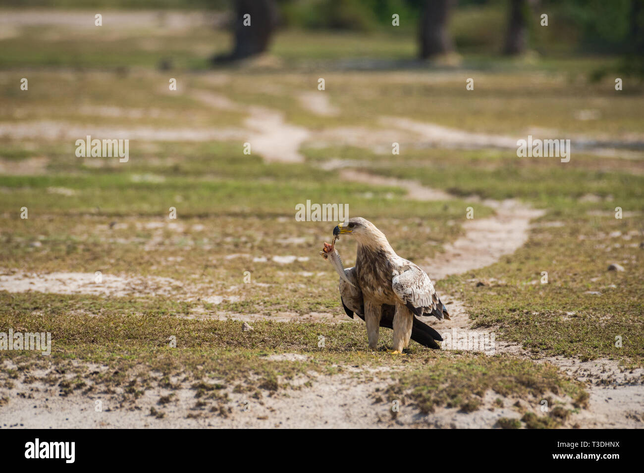 Tawny eagle or Aquila rapax portrait with a Spiny-tailed lizard kill in ...