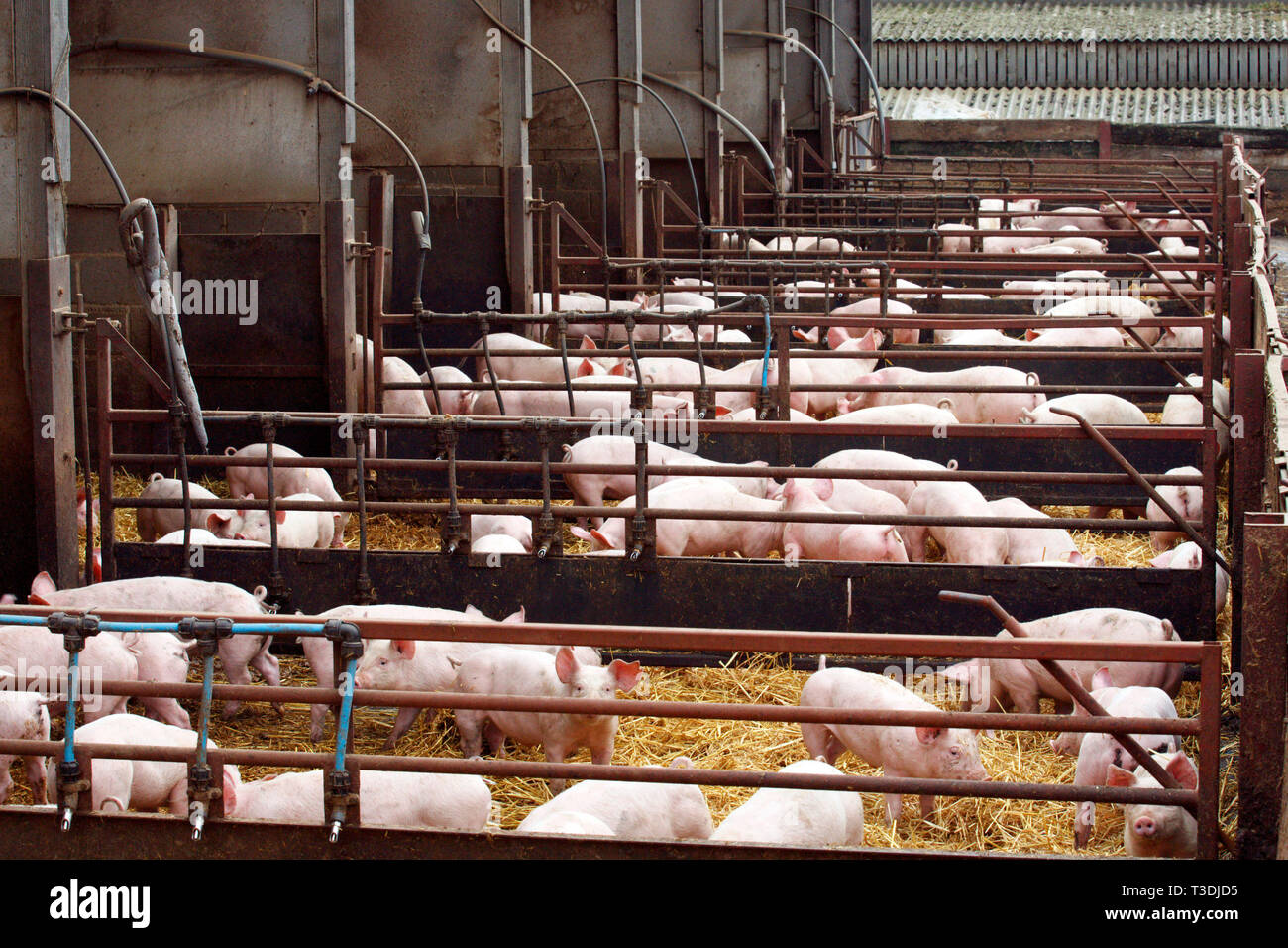 Pigs on pig farm near hi-res stock photography and images - Alamy
