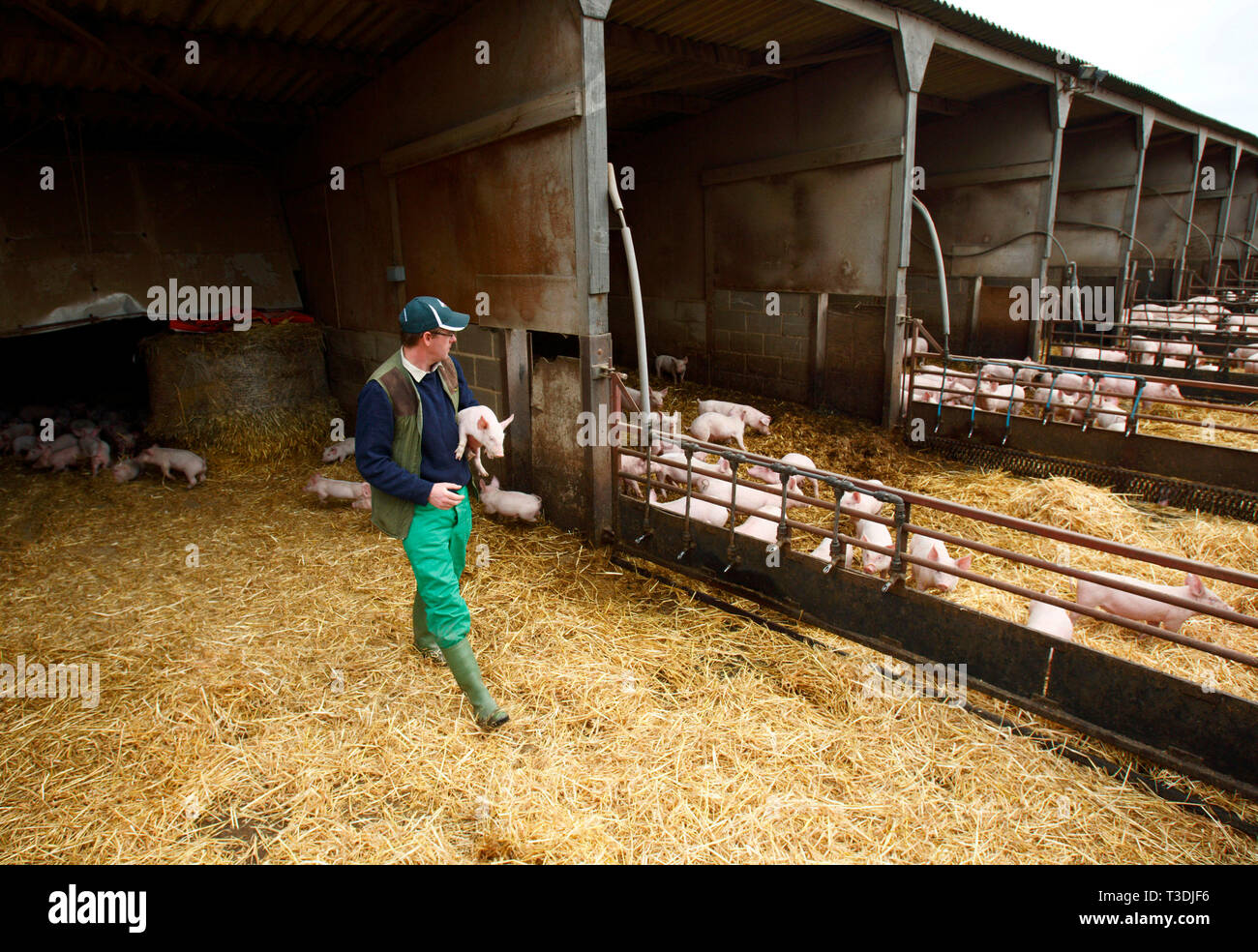 Farmer Fergus Howie working on his pig farm. Wicks Manor supplies ...