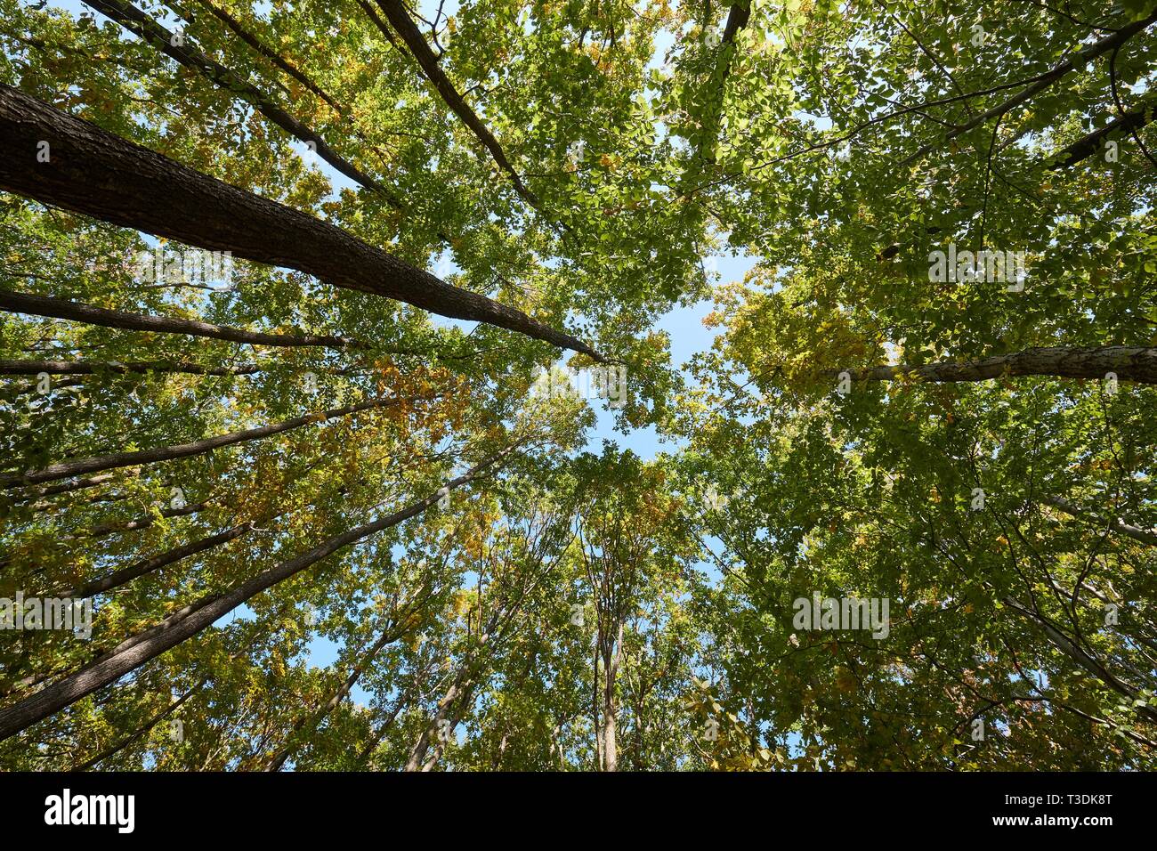 Forest looking up Stock Photo - Alamy